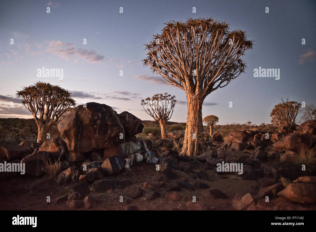 Trees of namibia hi-res stock photography and images - Alamy