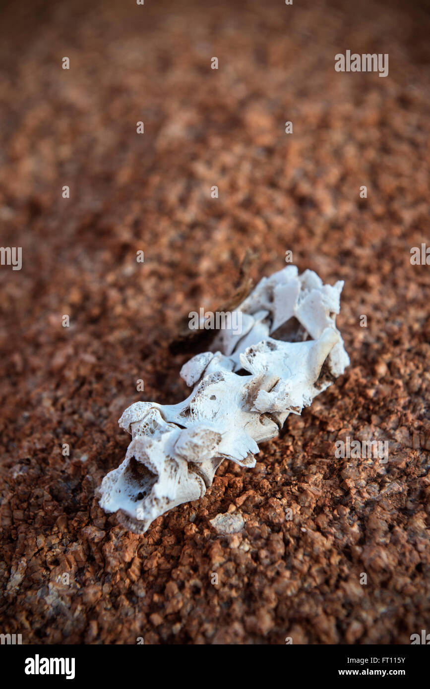 Bones from the spine of a dead animal on sandy ground, Tiras Mountain ...