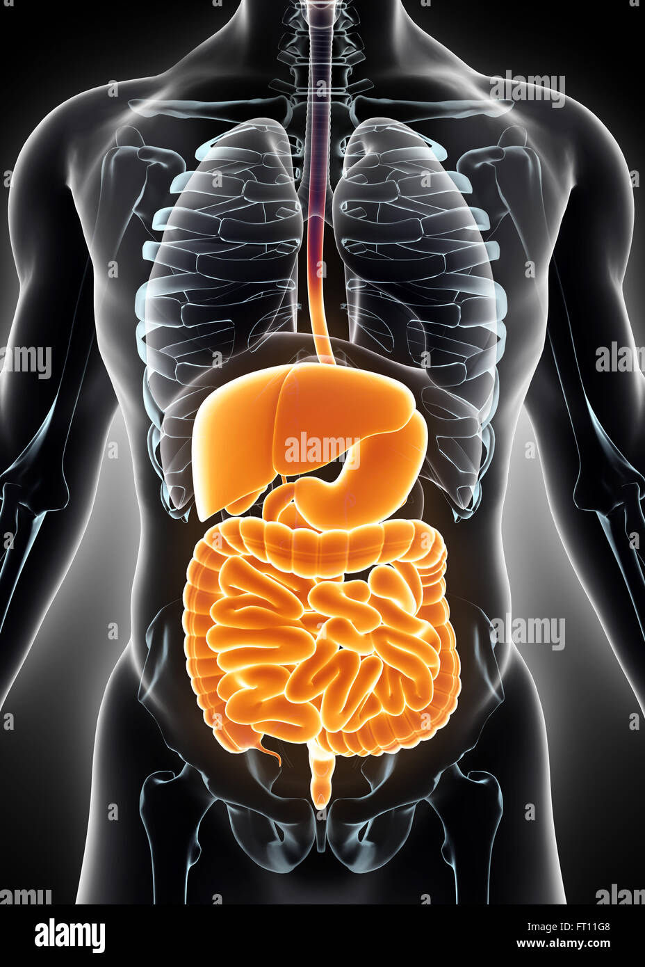 3D human male x-ray digestive system, medical concept Stock Photo - Alamy