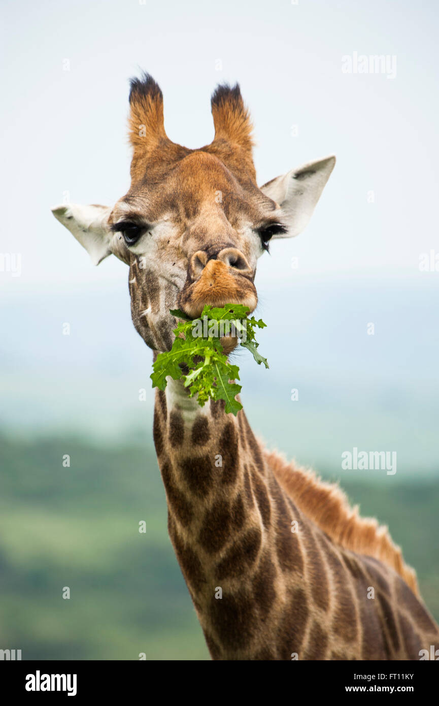 Giraffe Eating Leaves Up Close