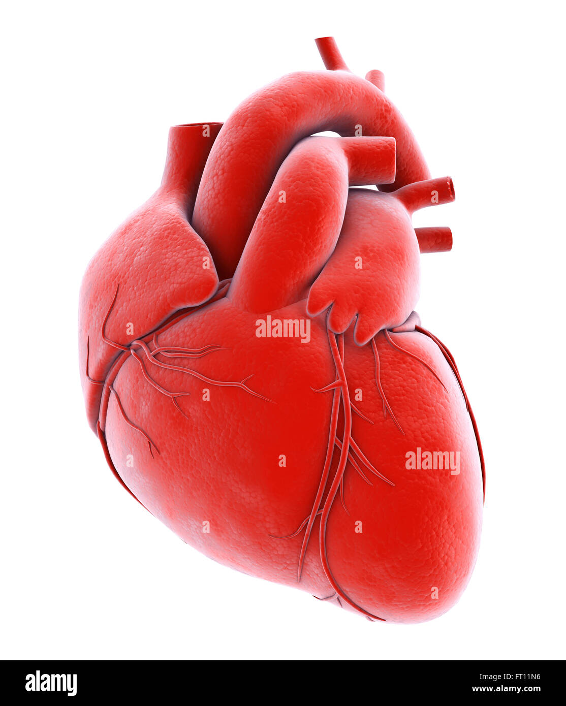 Human Internal Organic - Human Heart, medical concept Stock Photo - Alamy