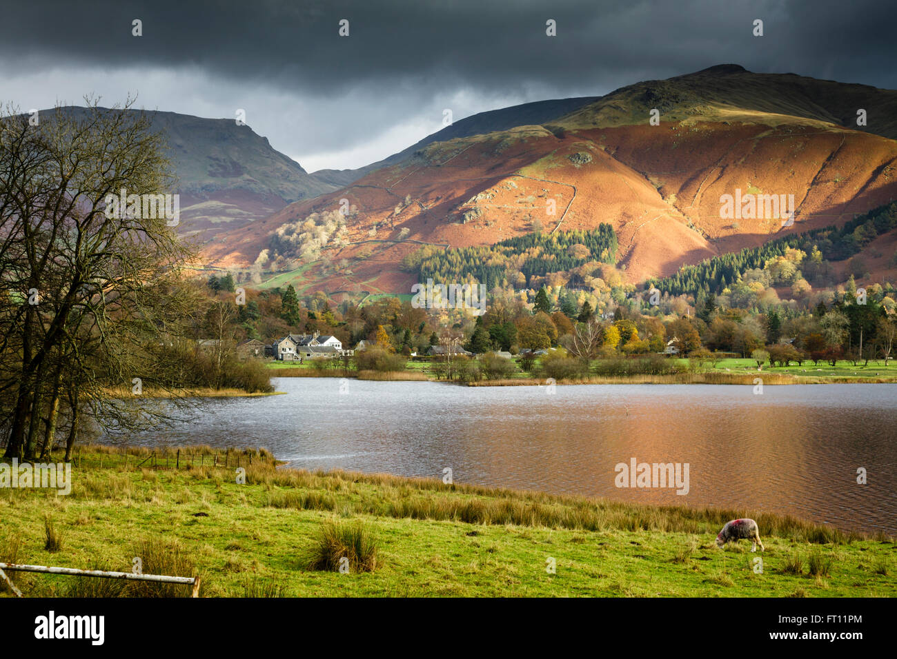 Looking across Grasmere lake, Grasmere in the Lake District, Cumbria ...
