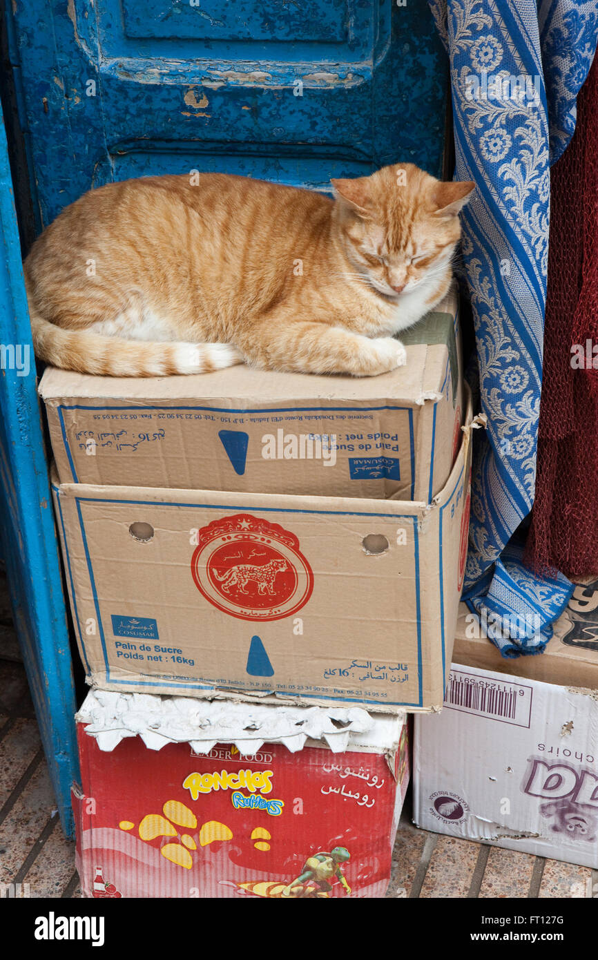 Sleeping cat in front of a shop, Essaouira, Morocco Stock Photo - Alamy