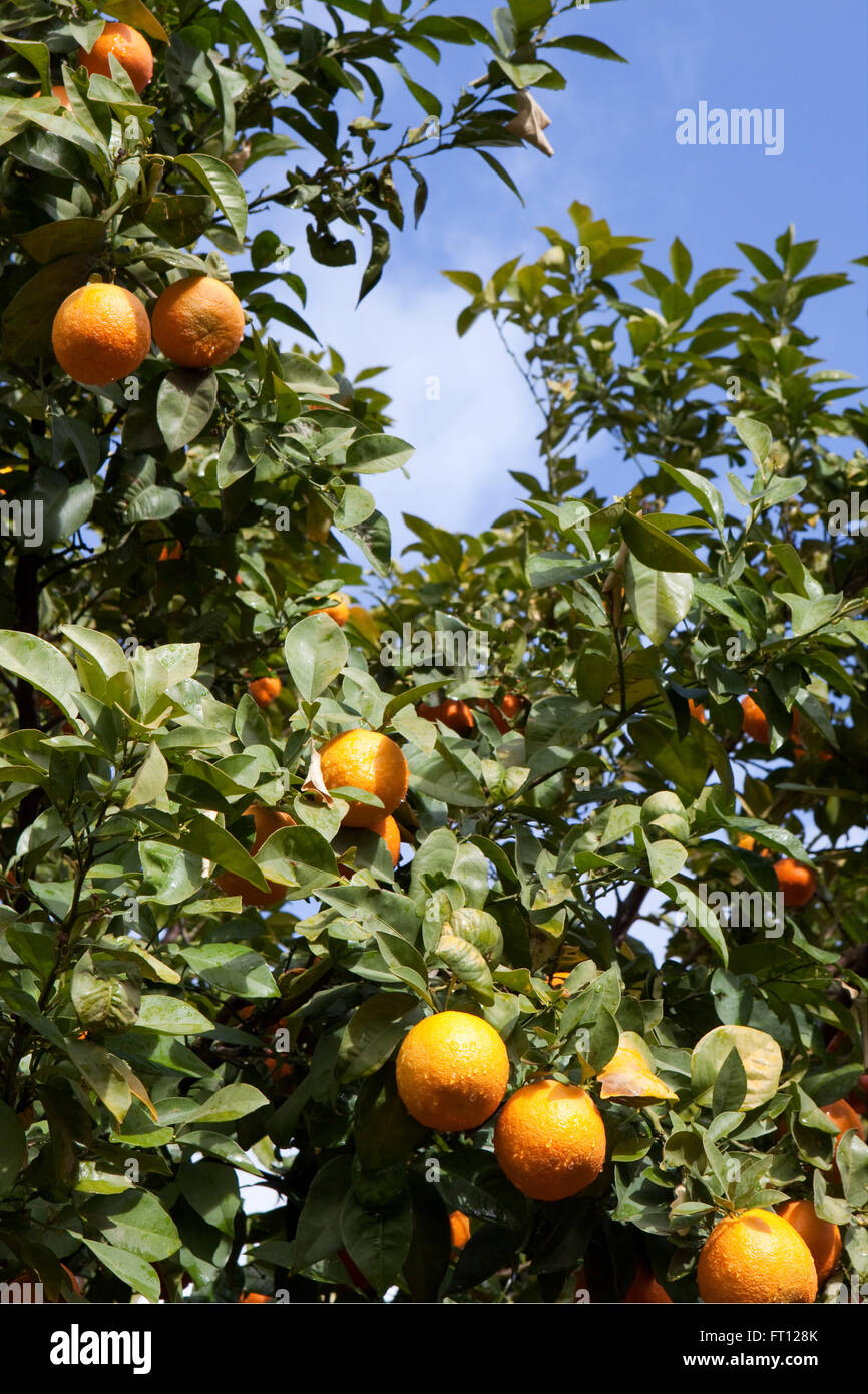 High atlas hi-res stock photography and images - Alamy