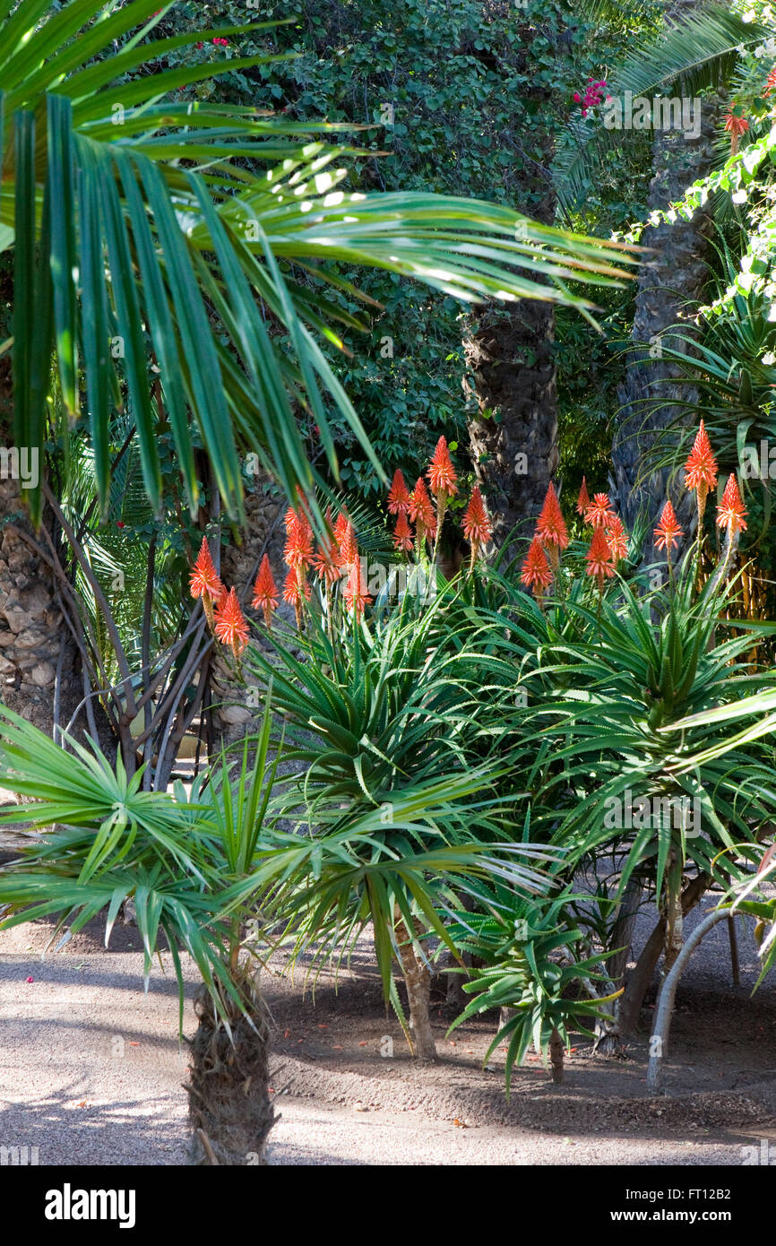 YSL's garden, Majorelle Garden, Marrakech, Morocco Stock Photo - Alamy