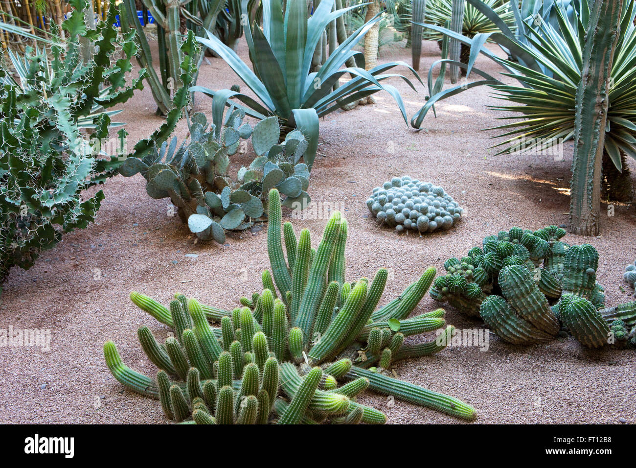 YSL's garden, Majorelle Garden, Marrakech, Morocco Stock Photo - Alamy