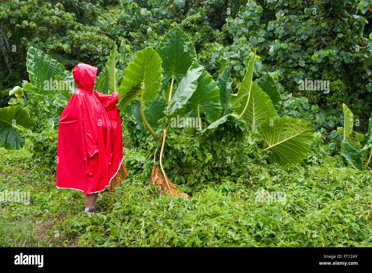 Woman with red rain cape admiring giant green leaves in a tropical ...