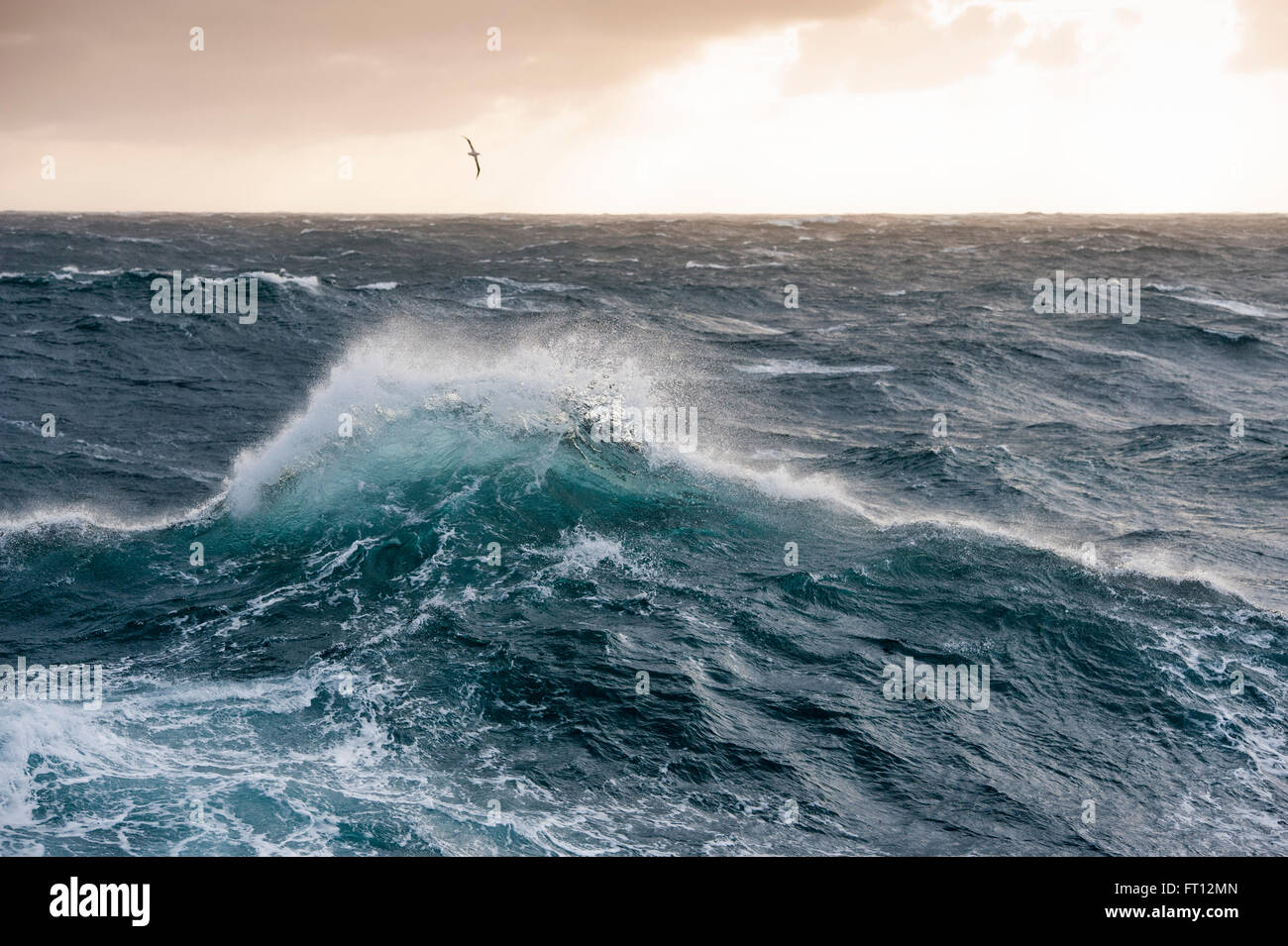 An albatross soaring above high waves in extremely rough seas in the ...