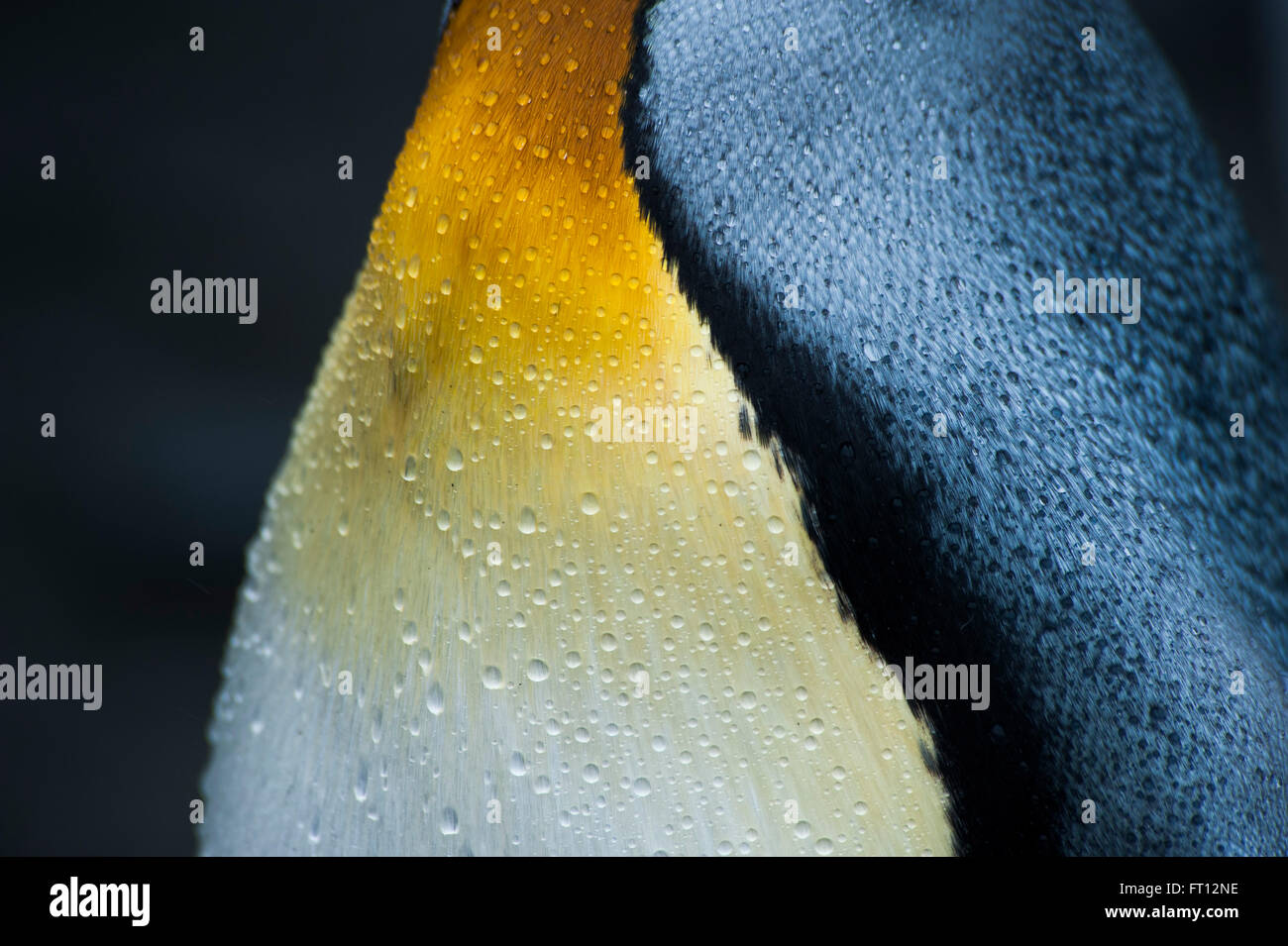 Detail of King Penguin Aptenodytes patagonicus fleece, Gold Harbour ...