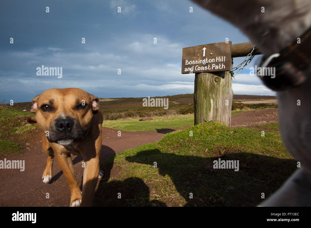 Two dogs walk a pathway along the south west coastal path at Bossington ...