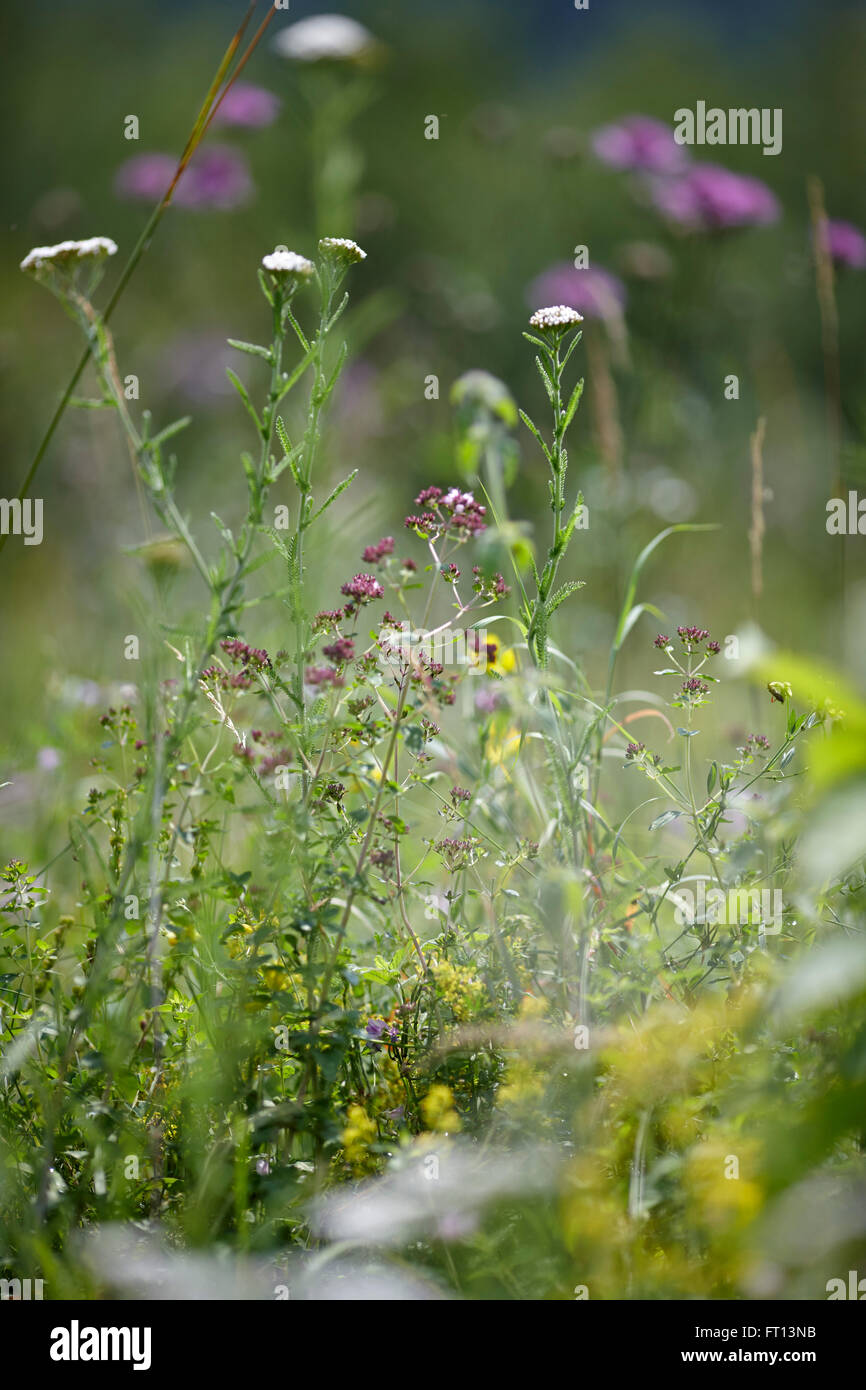 Wildflowers, Rhineland-Palatinate, Germany Stock Photo - Alamy