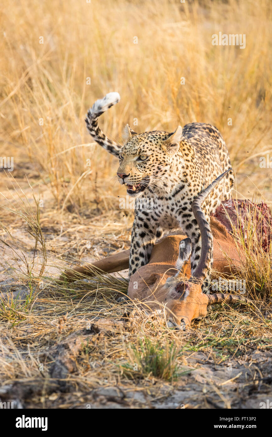 African leopard eating impala hi-res stock photography and images - Alamy