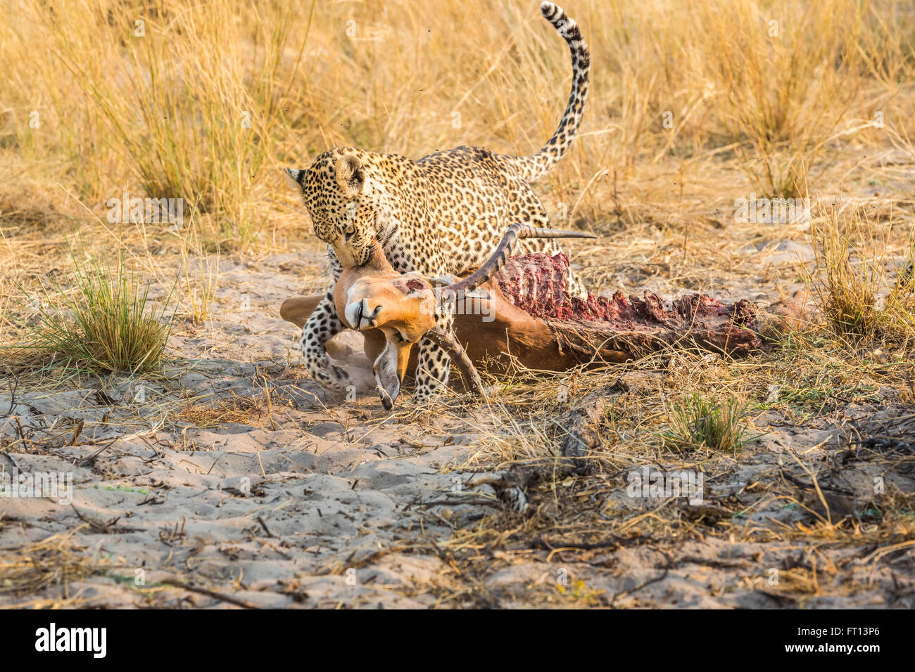 Leopard (Panthera pardus) dragging the carcass of its prey, a male ...
