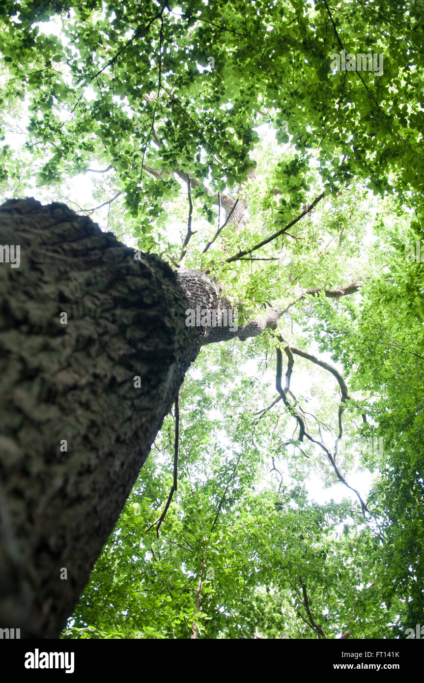 View up into the canopy of trees in a forest Stock Photo - Alamy