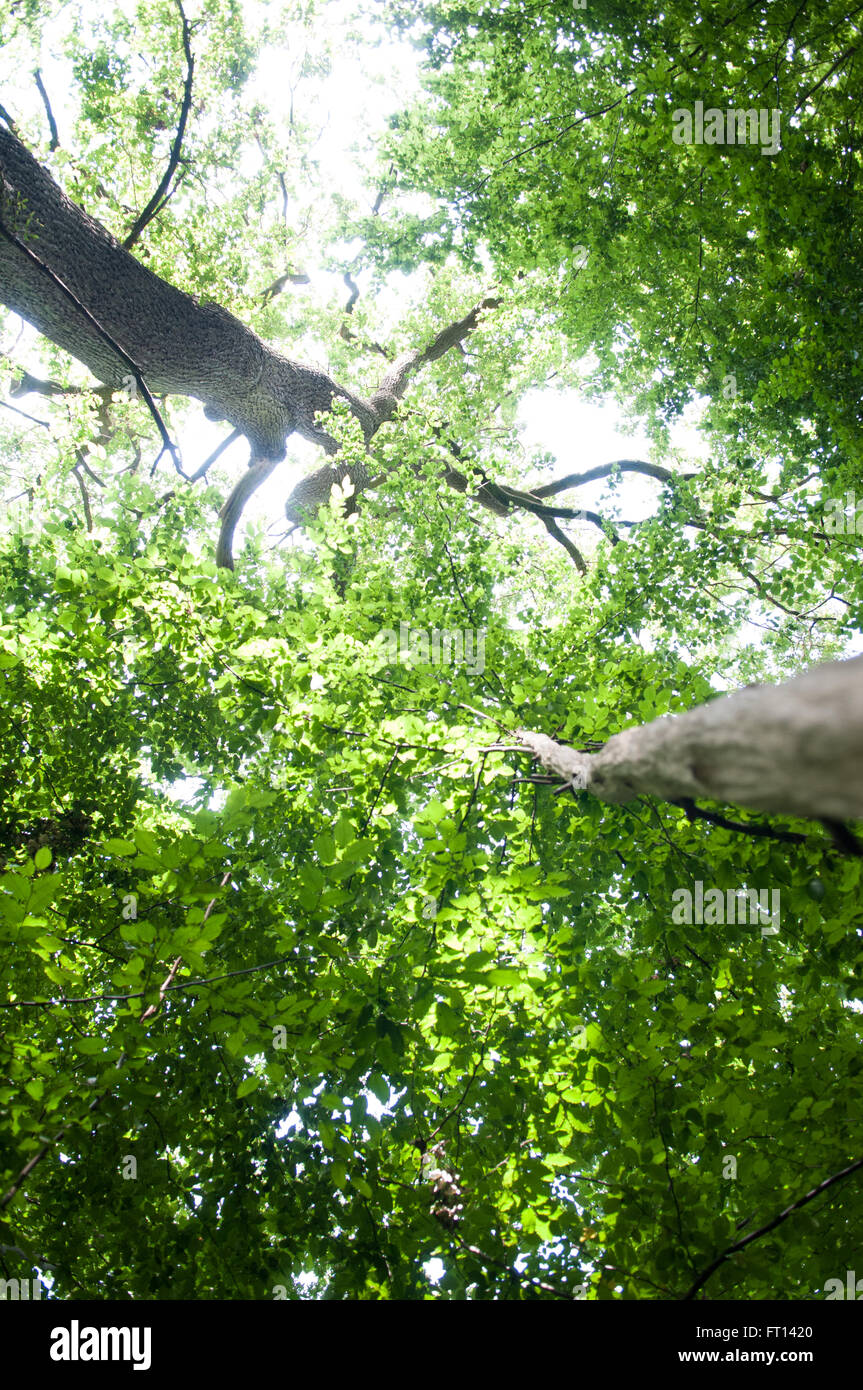 View up into the canopy of trees in a forest Stock Photo - Alamy