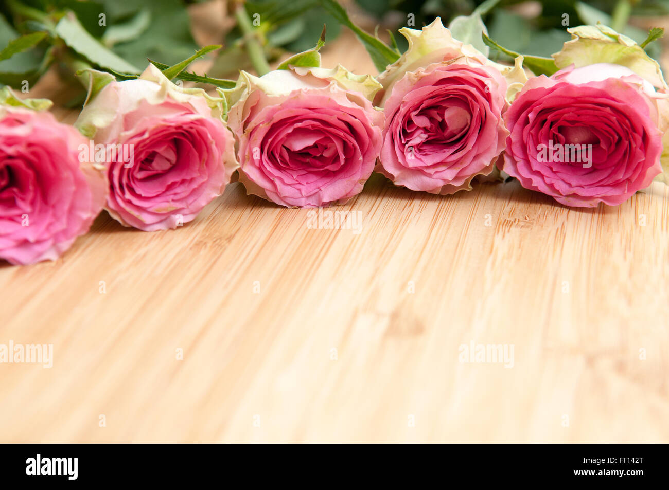 Arrangement of pink roses with opening petals on a bright white ...