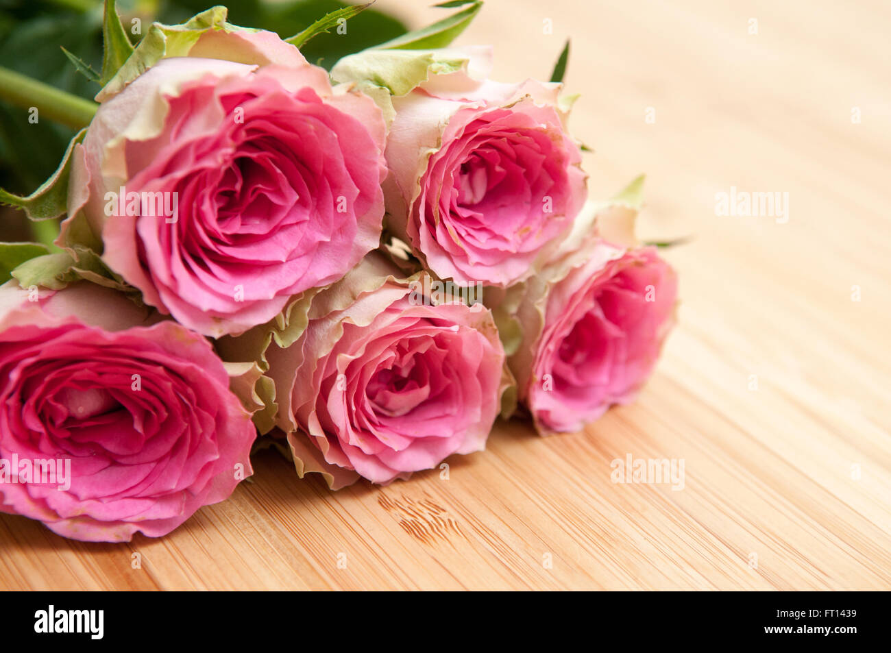 Arrangement of pink roses with opening petals on a bright white ...