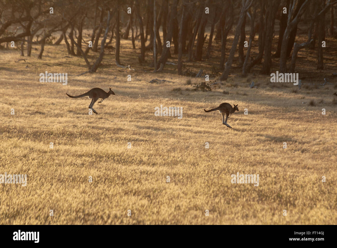Kangaroos jumping two hi-res stock photography and images - Alamy