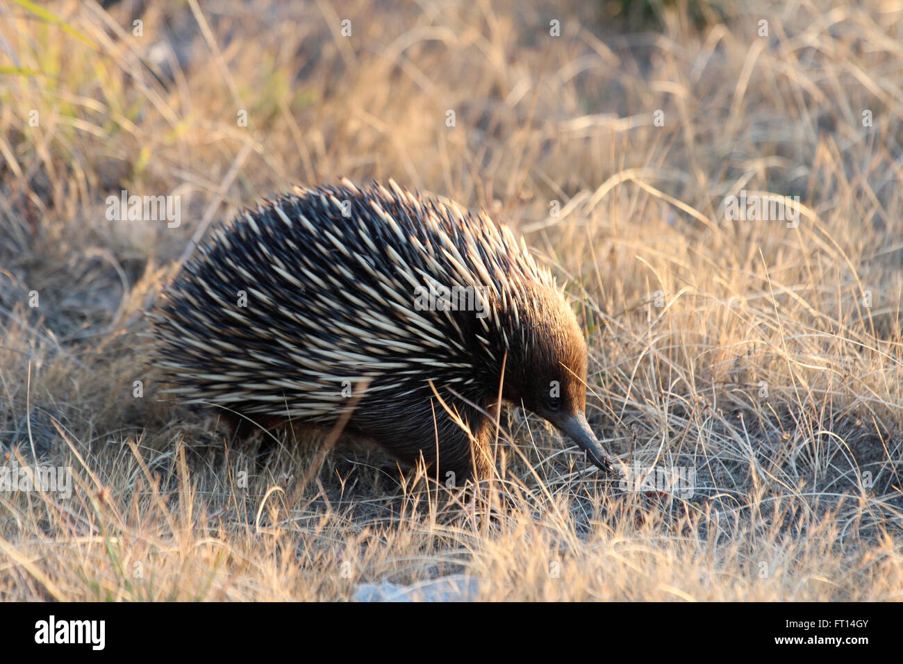 Australia echidna nobody hi-res stock photography and images - Alamy