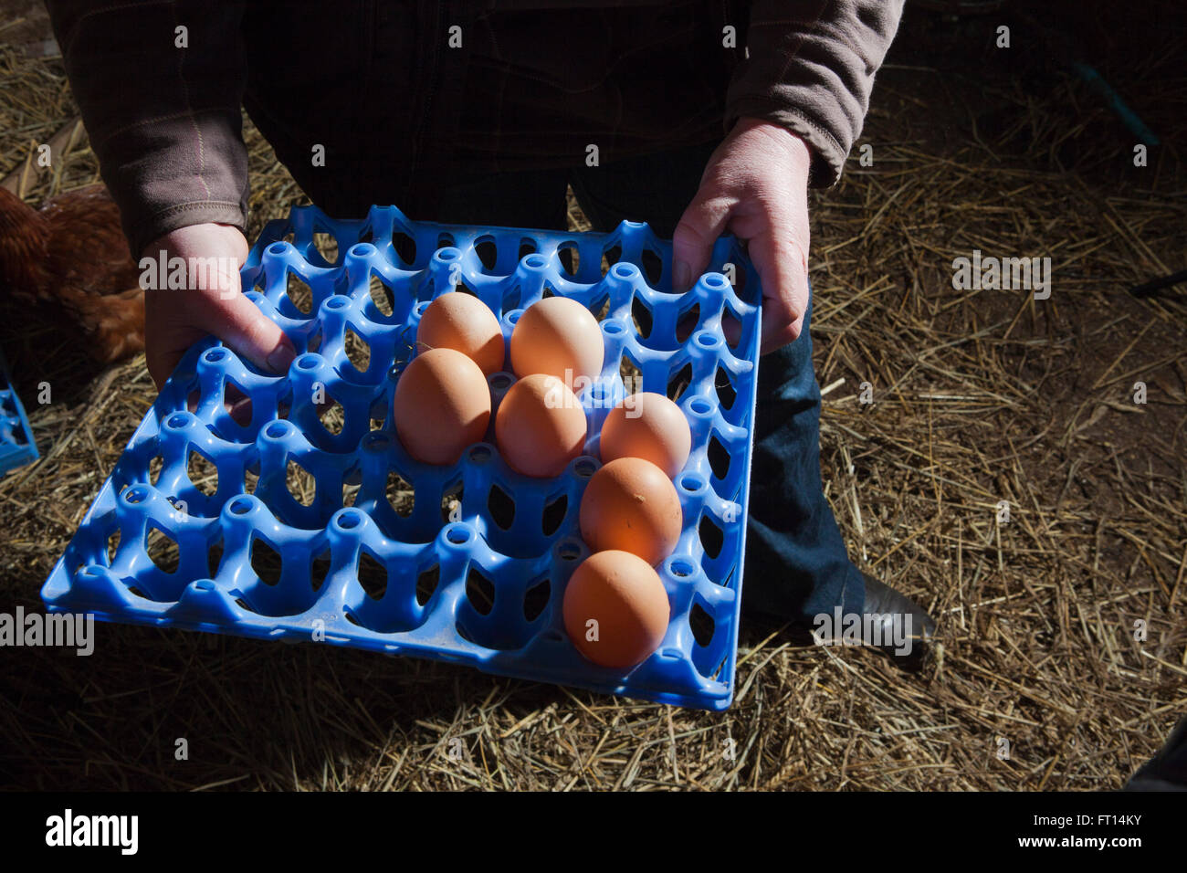 Hand collecting eggs hi-res stock photography and images - Alamy
