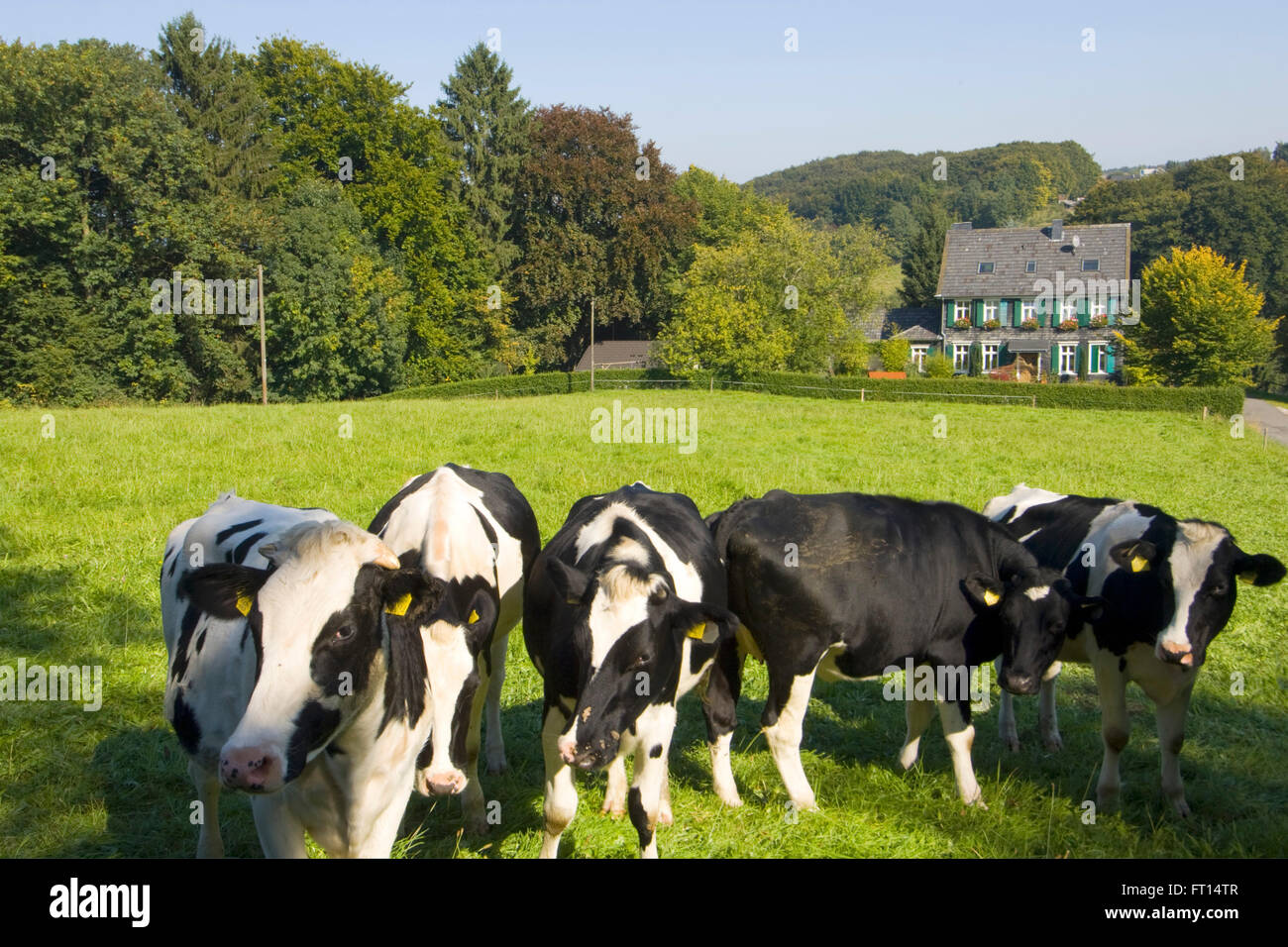 Kuh kuehe cow hi-res stock photography and images - Alamy