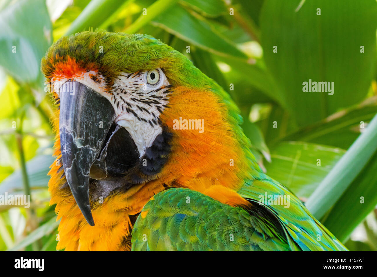 Australian parrot flying hi-res stock photography and images - Alamy