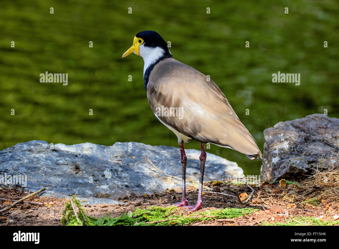 Pied lapwing hi-res stock photography and images - Alamy