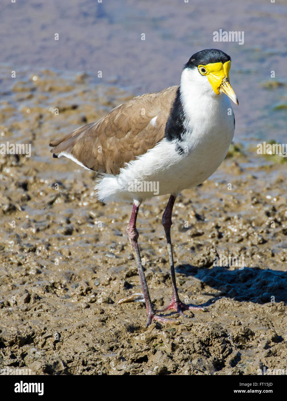 Pied lapwing hi-res stock photography and images - Alamy
