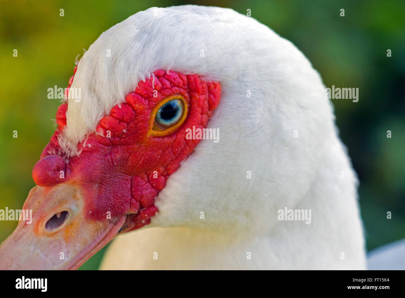 Queensland j hi-res stock photography and images - Alamy