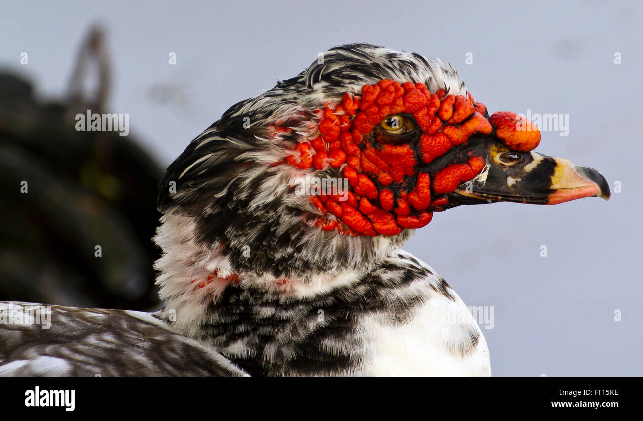 Colourful muscovy duck hi-res stock photography and images - Alamy