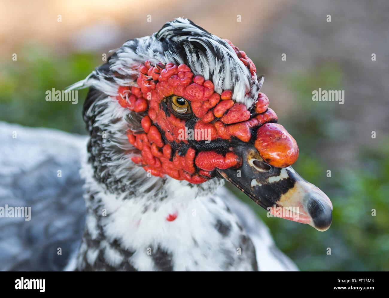 Colourful muscovy duck hi-res stock photography and images - Alamy