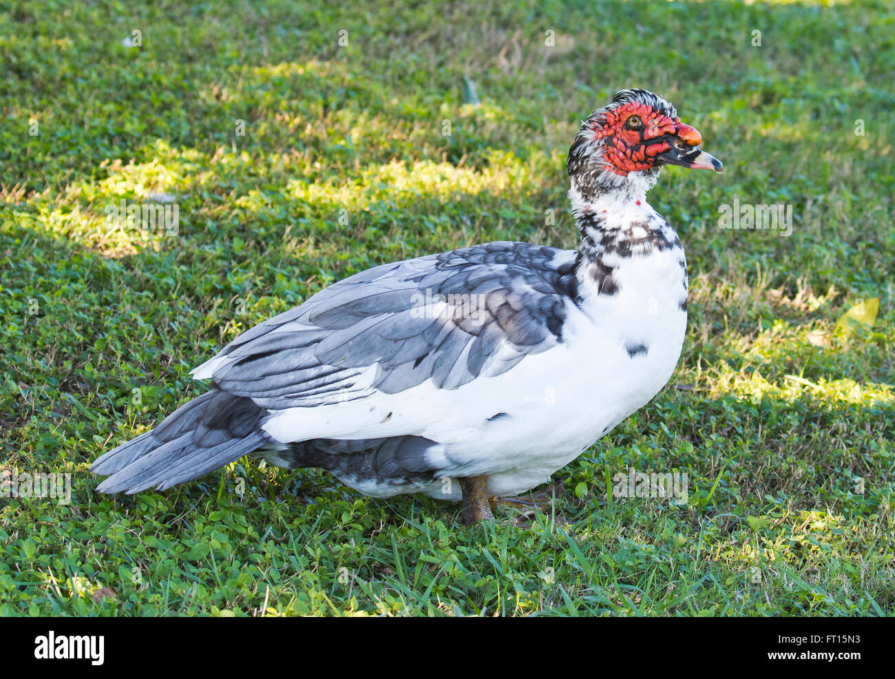 Colourful muscovy duck hi-res stock photography and images - Alamy