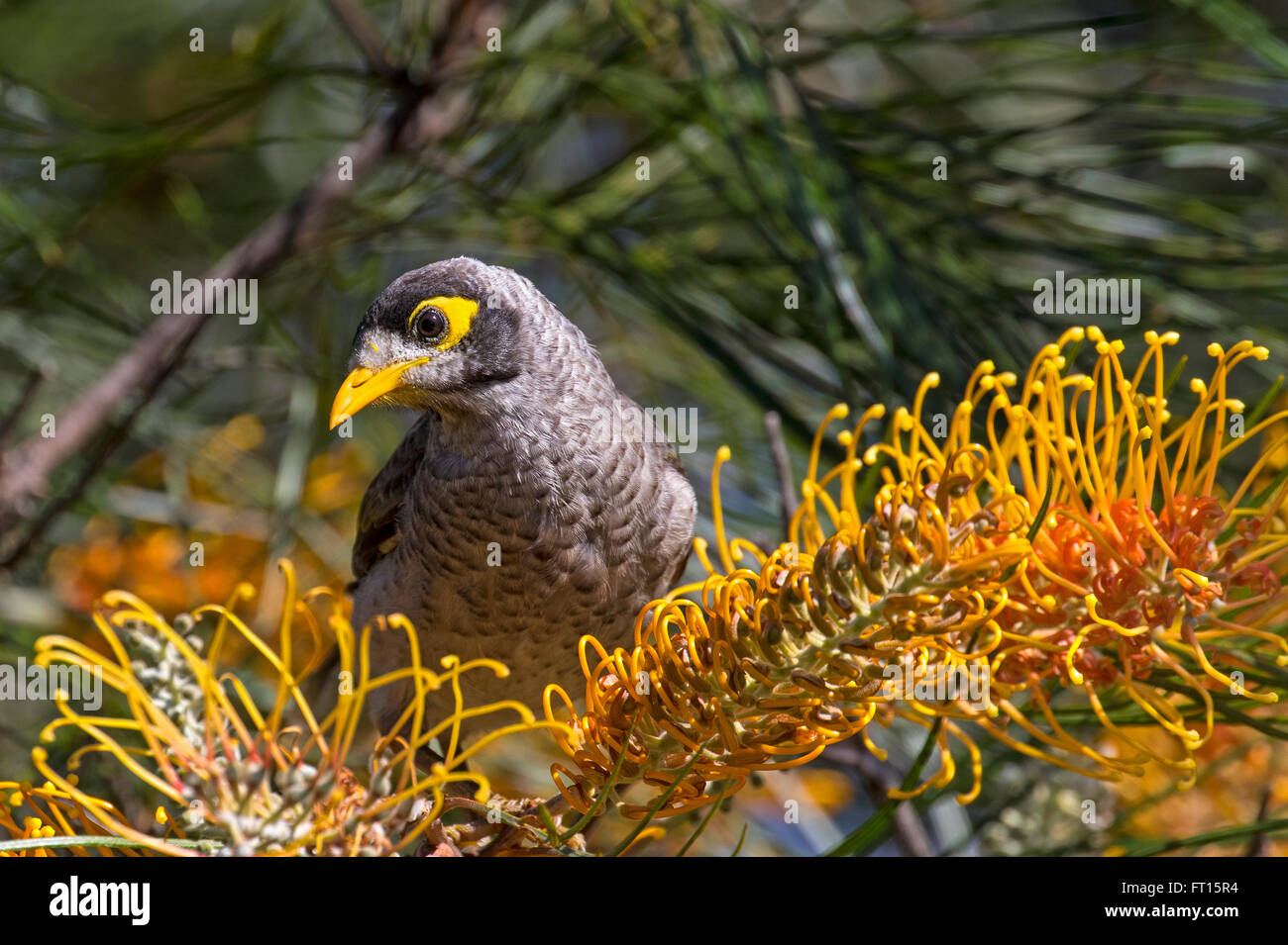 Miner birds hi-res stock photography and images - Alamy
