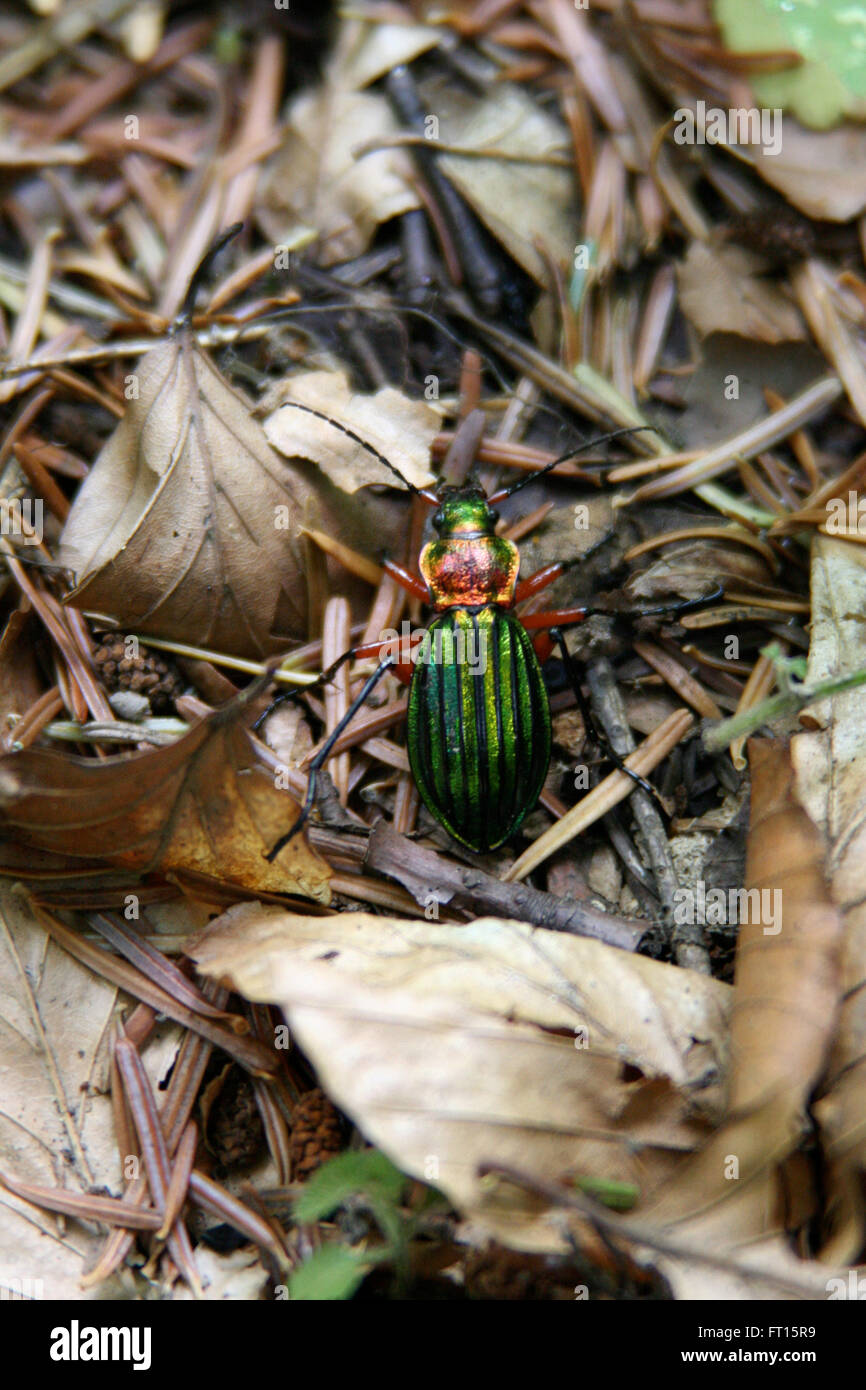 Armored insect hi-res stock photography and images - Alamy