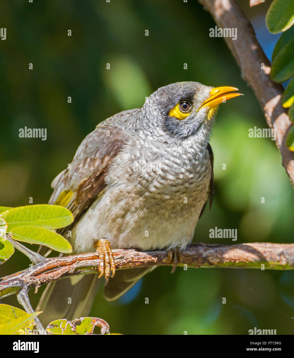 Miner birds hi-res stock photography and images - Alamy