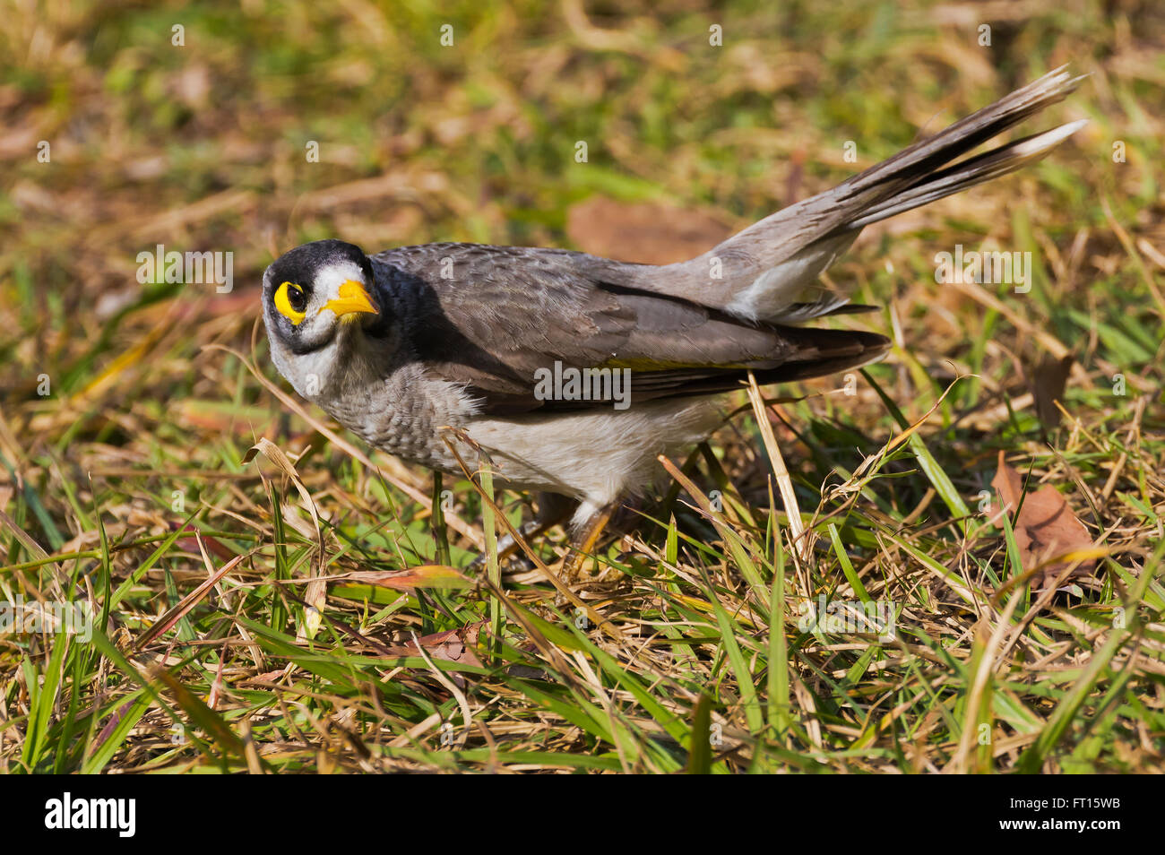 Miner birds hi-res stock photography and images - Alamy