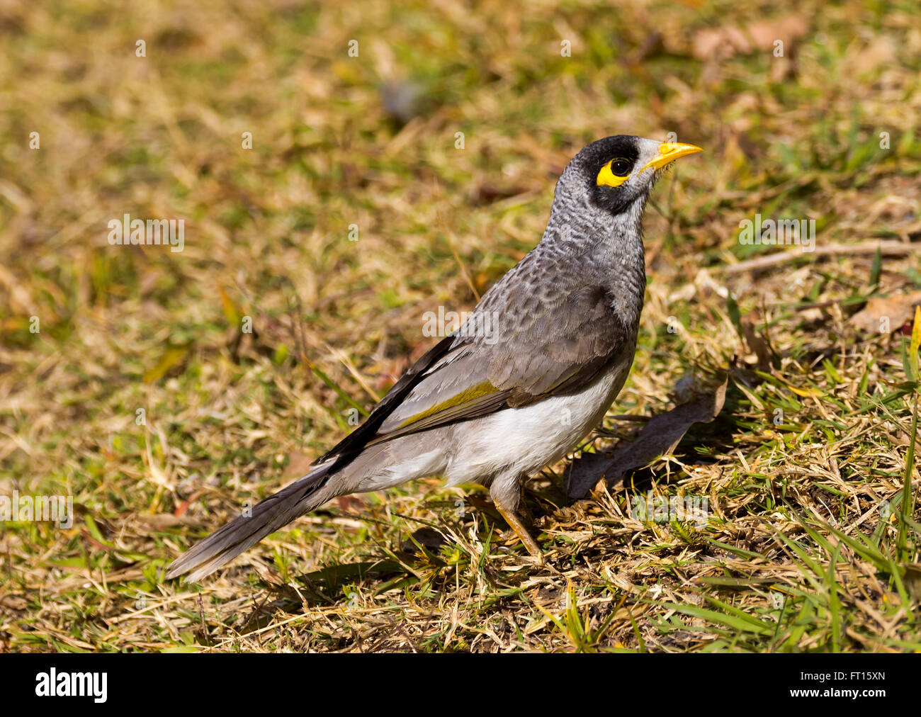 Miner birds hi-res stock photography and images - Alamy
