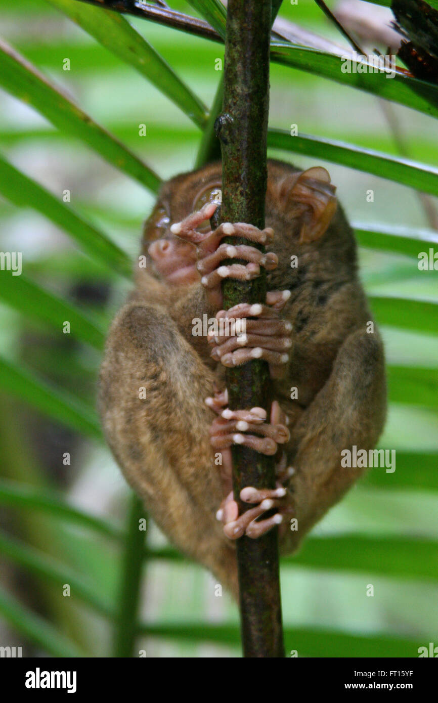 Philippine tarsier foundation alamy photo photograph picture pic ...