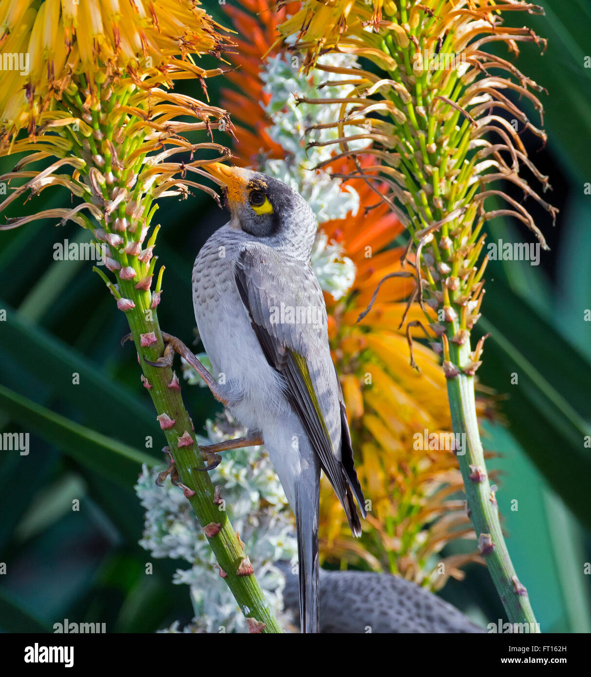 Miner birds hi-res stock photography and images - Alamy