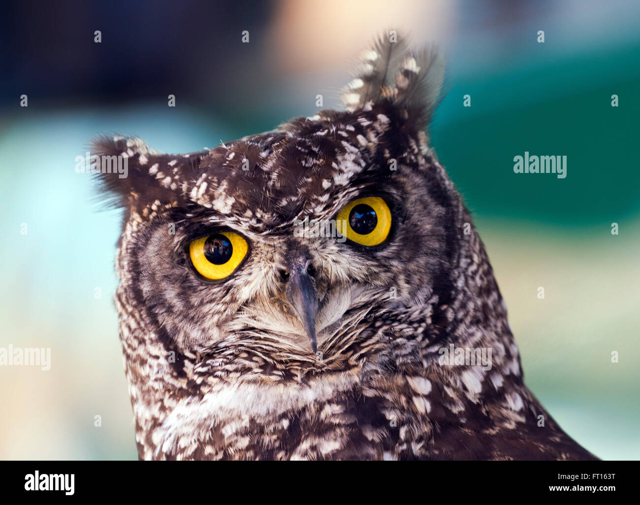 Birds of Australia - Birds photographed within Australia both wild and ...