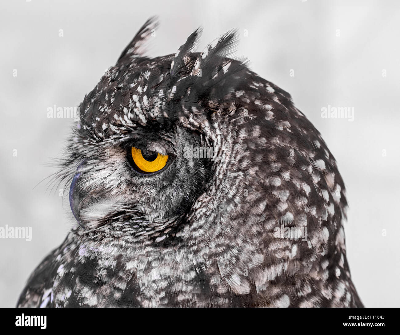 Owl spotting hi-res stock photography and images - Alamy