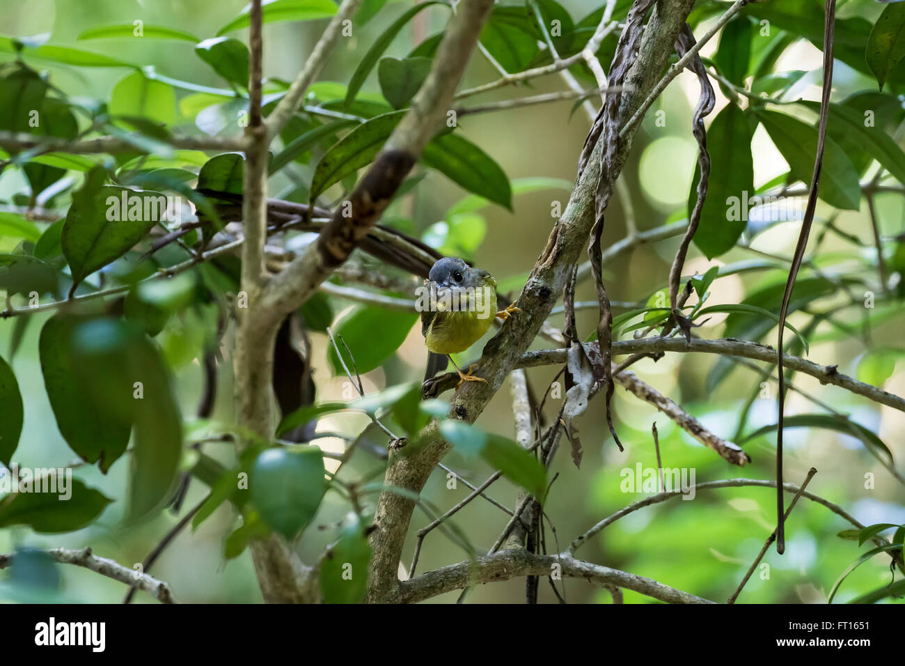 Birds of Australia - Birds photographed within Australia both wild and ...