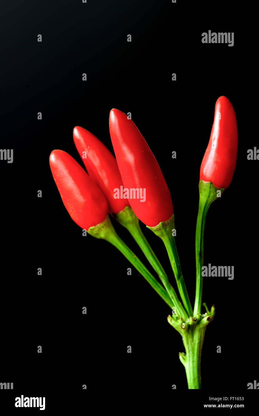 red chilli on black background Stock Photo - Alamy