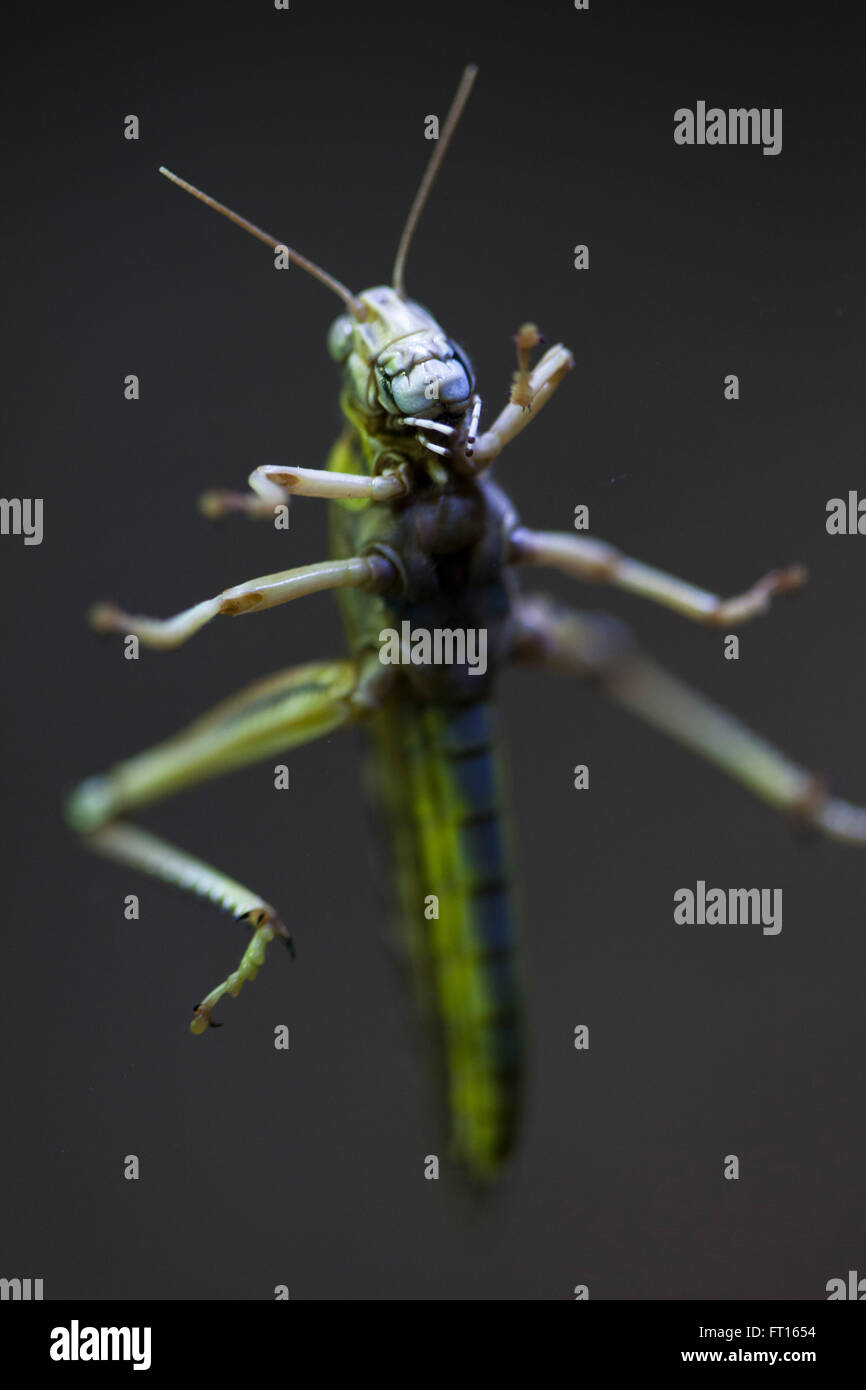 Close up of the underside of a large locust Stock Photo - Alamy