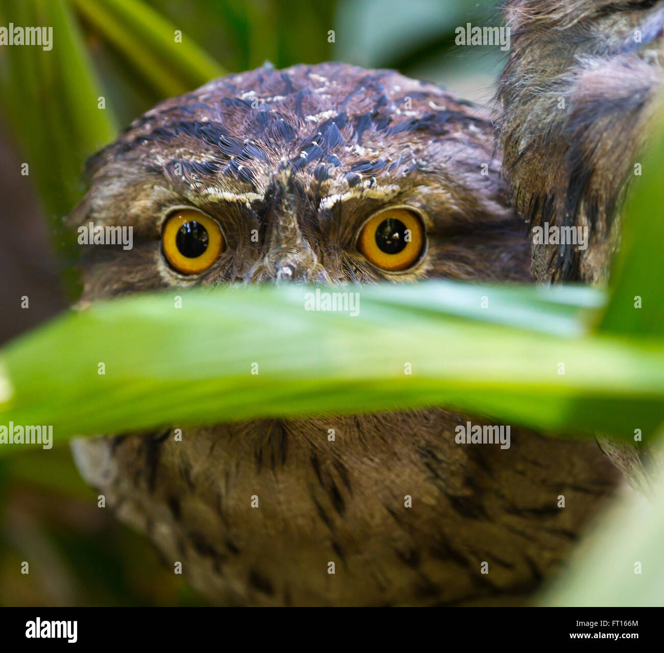 Frogmouth birds hi-res stock photography and images - Alamy