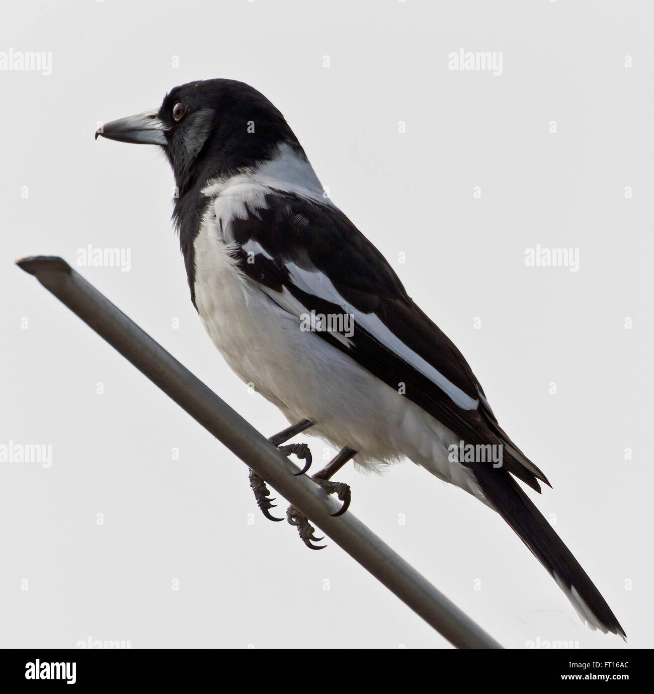 Pied butcherbird butcherbird australia hi-res stock photography and ...