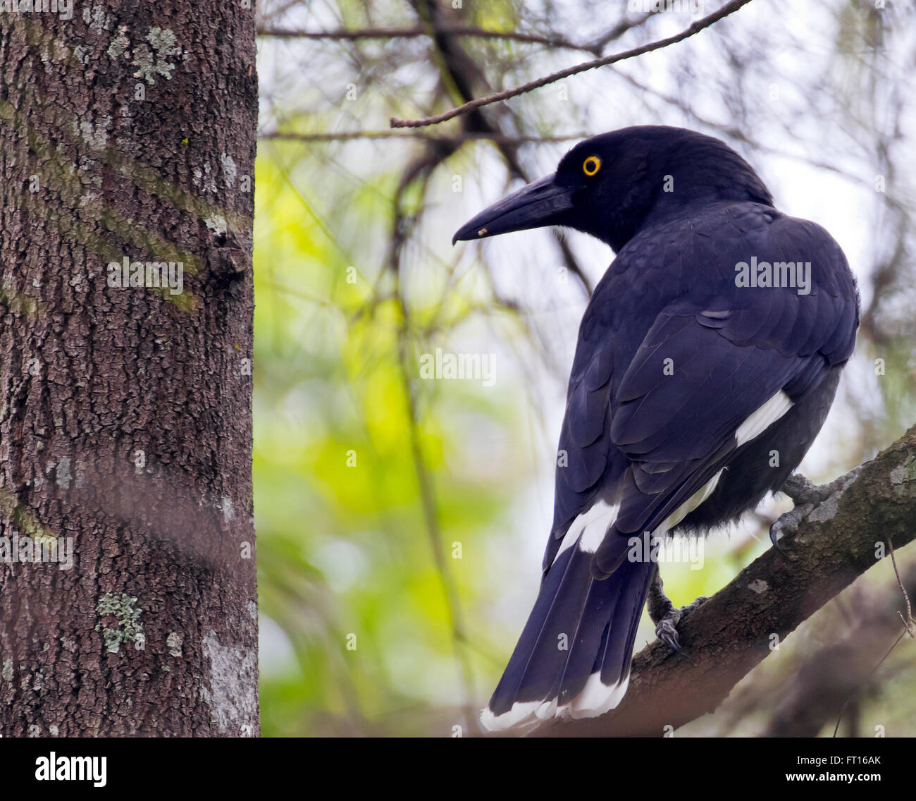 Australian pied currawong hi-res stock photography and images - Alamy