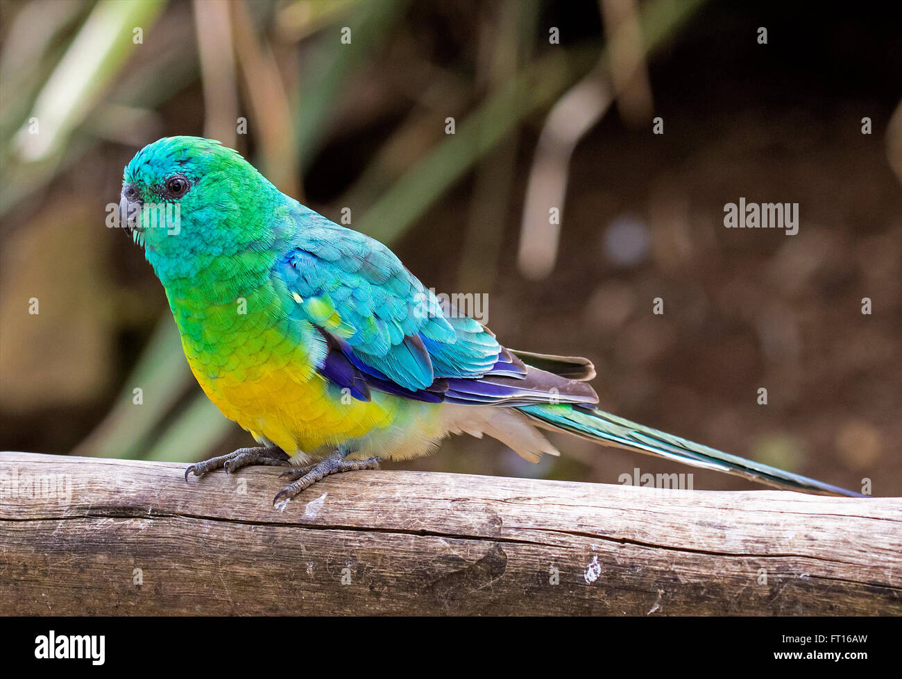 Port Lincoln Parrot Stock Photo - Alamy