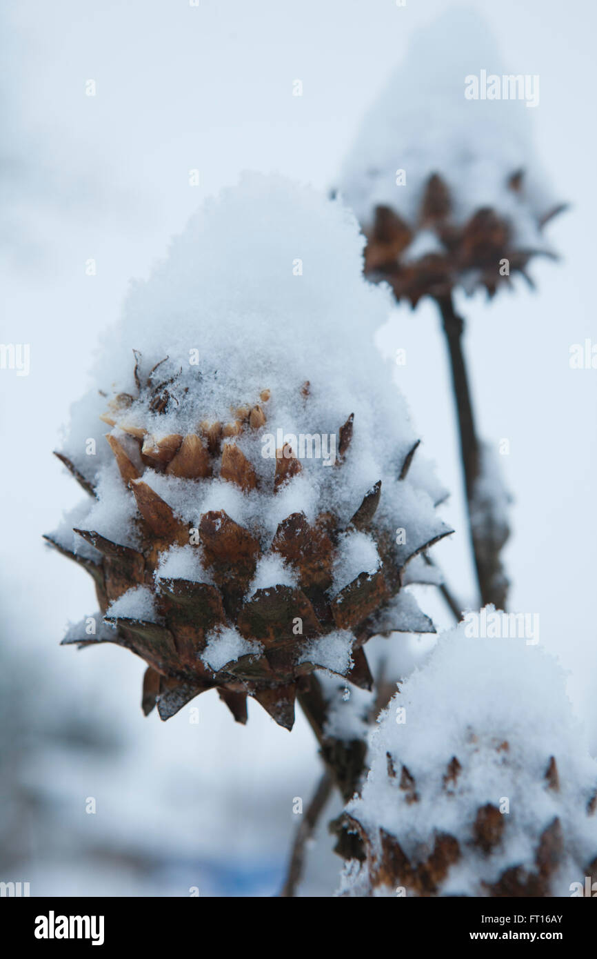 The dead heads of a large Cardoon covered in snow Stock Photo - Alamy