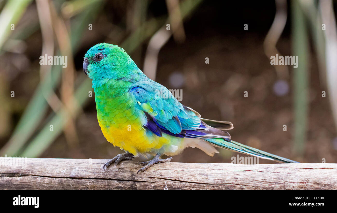 Port Lincoln Parrot Stock Photo - Alamy